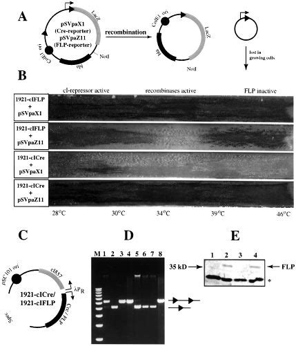 Temperature Effect On Cre Or Flp Mediated Recombination In Li A