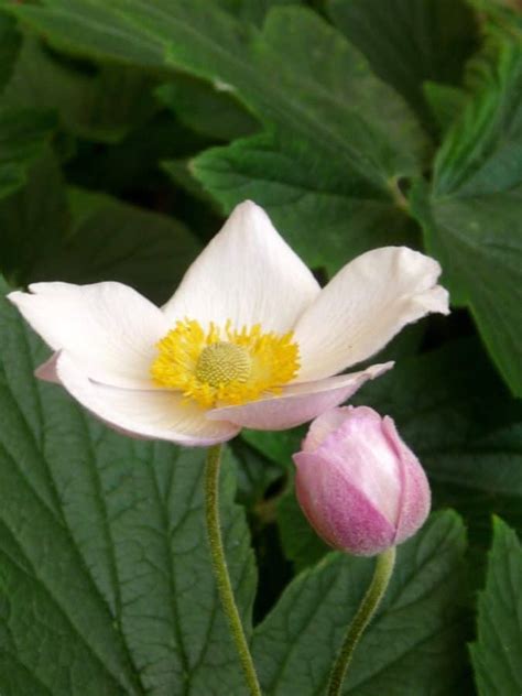 무료 사진 꽃 잎 자연 식물 식물 꽃 꽃잎 정원