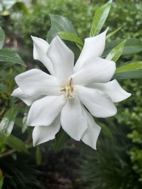 Gardenia Jasminoides Frostproof Xera Plants