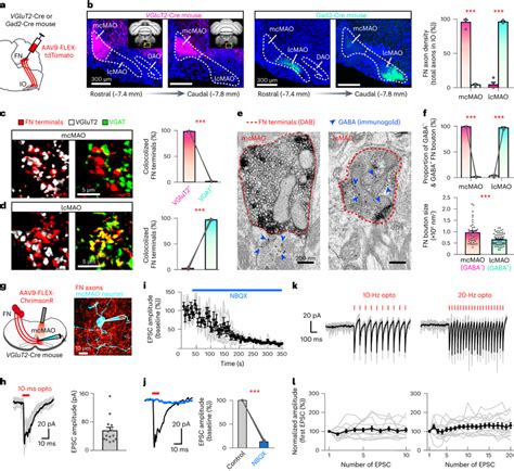 Fn Provides Excitatory And Inhibitory Projections To Distinct Io