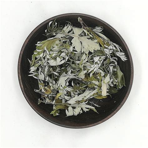 Armoise Commune Artemisia Vulgaris Elixirlab