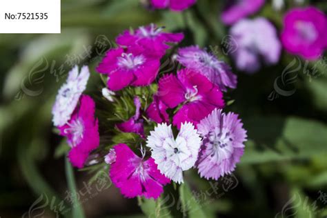 鲜艳的石竹梅高清图片下载红动中国