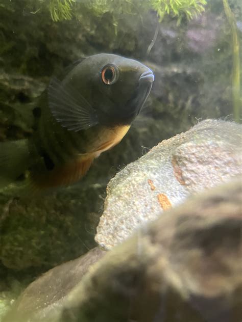 Can Someone Help Me Sex This Severum Cichlid Cichlid Fish Forum