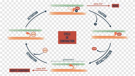 근육 수축 아데노신 트리 포스페이트 엄격한 모티스 Atp 가수 분해 자궁 수축 기타 각도 본문 Png Pngegg