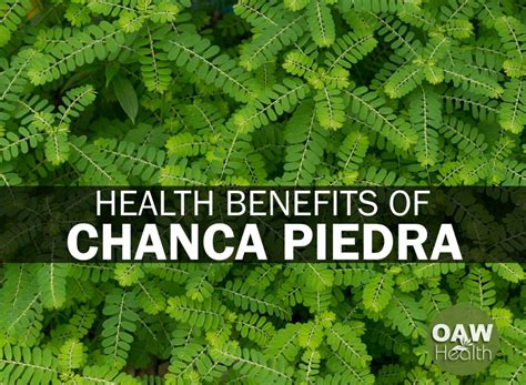 Health Benefits of Chanca Piedra