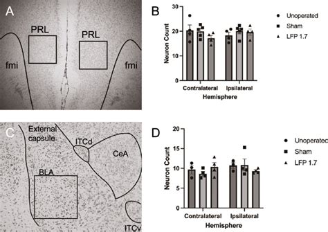 Quantification Of Neurons In The Medial Prefrontal Cortex Mpfc And Download Scientific