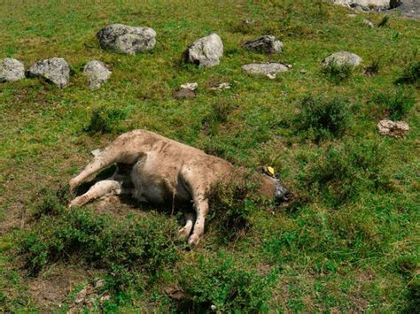 145개의 Anthrax Cow 이미지 스톡 사진 3d 오브젝트 벡터 Shutterstock