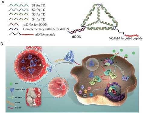 A An Illustration Of The Self‐assembly Of Td‐based Dna Nanostructures
