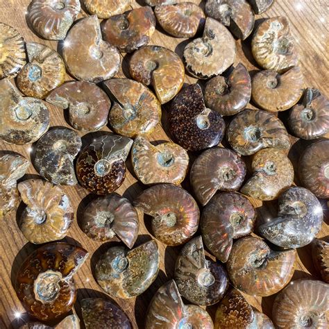 Small Ammonite Fossils Rocks With Sass