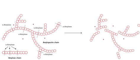 Guest Blogger Dupont Enzymes Amylex 5t Murphy And Son