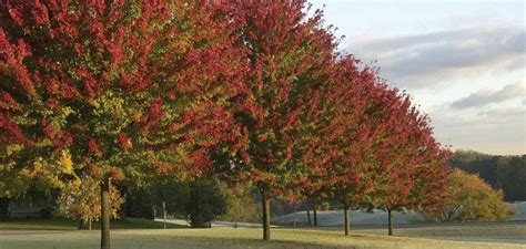 Celebration® Maple Johnsons Nursery Kb