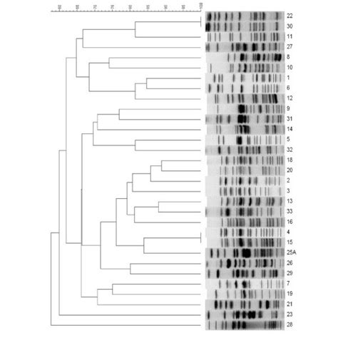 dendrogram of pfge patterns showing the genetic relatedness of