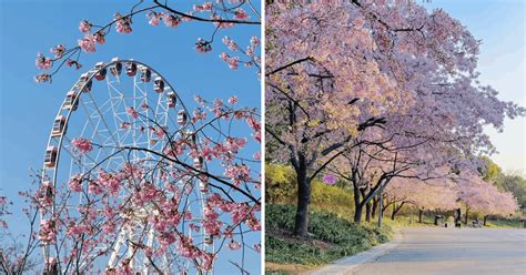 8 Places To View Cherry Blossoms In Shanghai