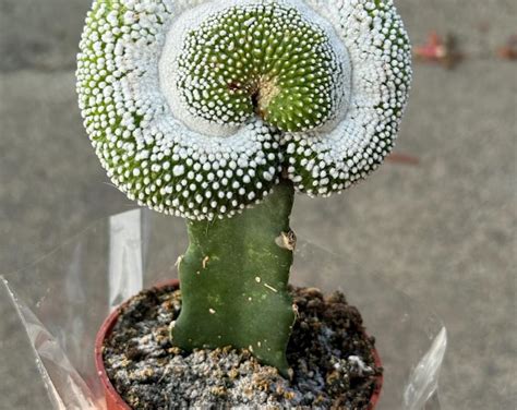 Grafted Cactus Etsy