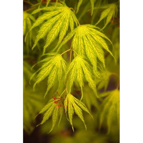 Acer Palmatum Miwa Variegated Japanese Maple 1 Gallon Ltd Create