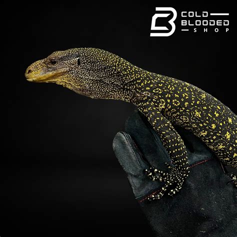Juvenile Crocodile Monitor Varanus Salvadorii