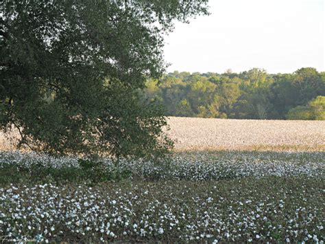 Watching Cotton Grow Fanningsparks