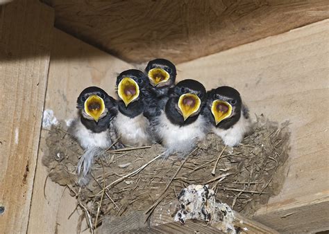 How To Photograph Swallows Complete Guide Amateur Photographer