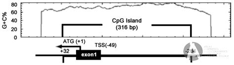 Tgm2 Transglutaminase 2