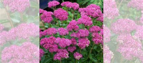 Очиток Карл купить в Рыбинске | Товары для дома и дачи | Авито