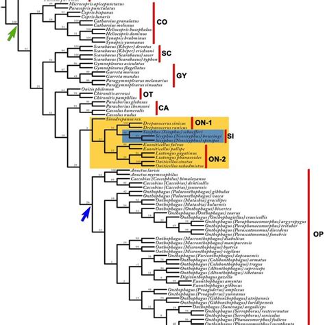 Phenetic Tree Of Scarabaeinae Hind Wing Landmarks A Phenetic Tree