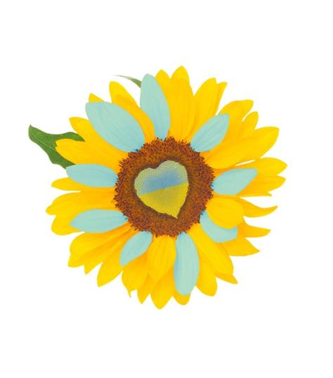 Girassol Png Imagens Download Grátis No Freepik