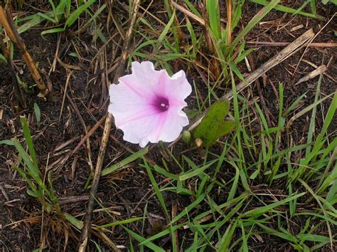 Ipomoea Blepharophylla Ecured