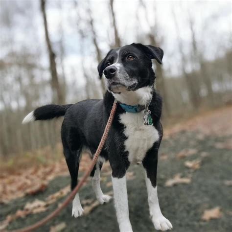 Khaleesi The Office Assistant Is Here To Tell You That Mom Is Booking