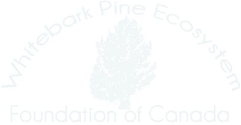 Research Whitebark Pine Ecosystem Foundation Of Canada