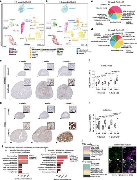 Senescence Induced Immune Remodeling Facilitates Metastatic Adrenal
