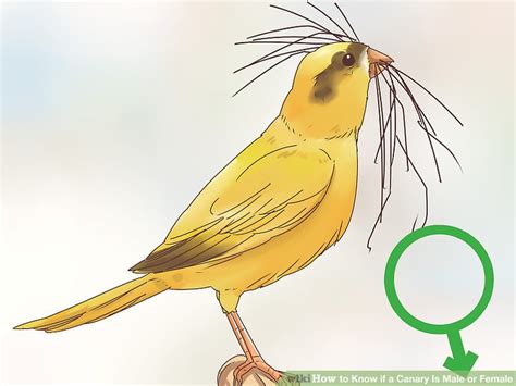3 Ways To Know If A Canary Is Male Or Female Wikihow