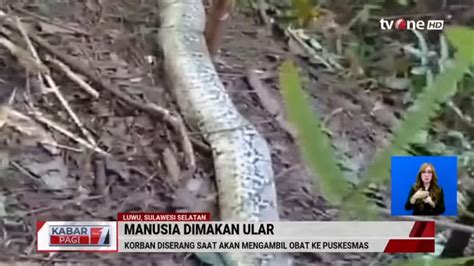Seorang Wanita Di Luwu Tewas Dimangsa Ular Piton Bagaimana Cara Piton Menyerang Dan Menelan