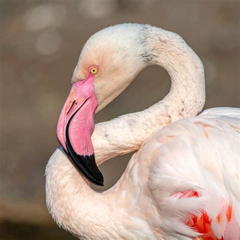 Close Up Of A Greater Flamingo Highlighting Its Delicate Neck And