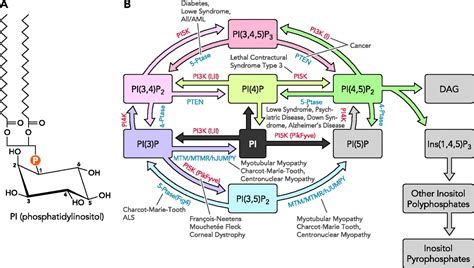 Mutations In Phosphoinositide Metabolizing Enzymes And Human Disease