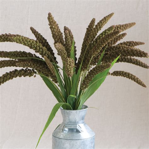 Highlander Ornamental Grass Seed Aeseeds