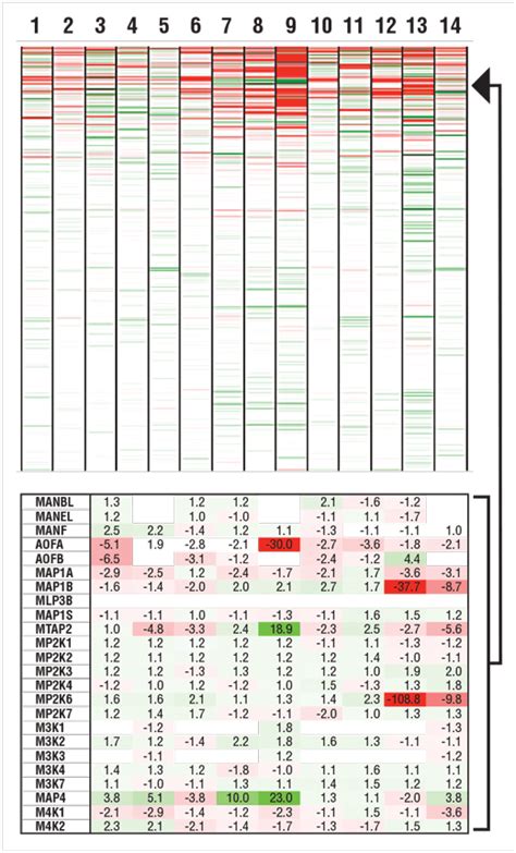Tmt10plex Proteome Analysis In Cell Lines Cell Signaling Technology