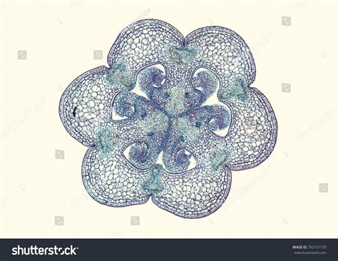 Monocot Flower Cross Section