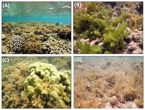Herbivore Biocontrol And Manual Removal Successfully Reduce Invasive