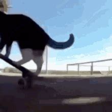 Skate Cat S Tenor