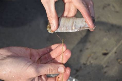 Pêcher Au Bibi Retourné Une Astuce Pour Prendre De Beaux Poissons