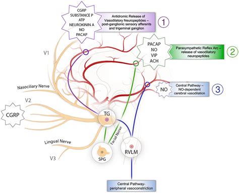Trigeminal Nerve Pathway