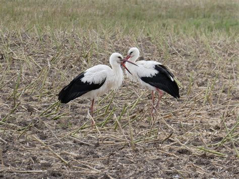 Storkene Dk Storkene Dk Added A New Photo