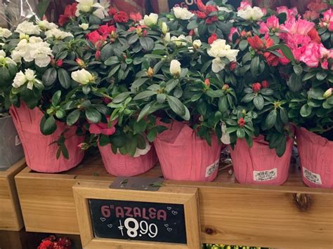 Trader Joes Has Succulents Starting At 3 And So Much More For Spring
