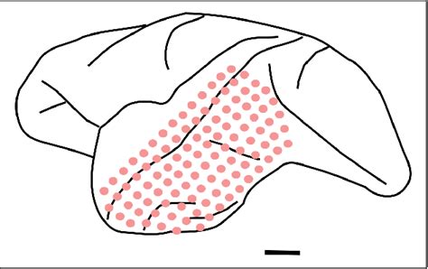 Figure 2 From Deep Learning For Natural Image Reconstruction From