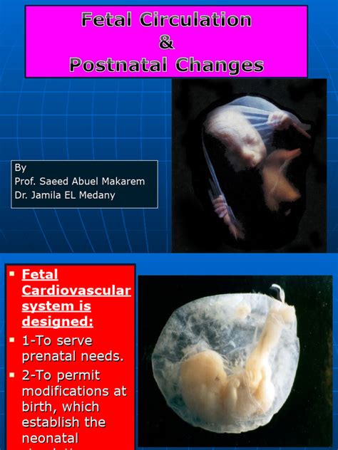 4 Fetal Circulation Pdf Fetus Cardiovascular System