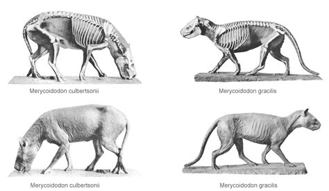 Oreodont Id Fossil Id The Fossil Forum