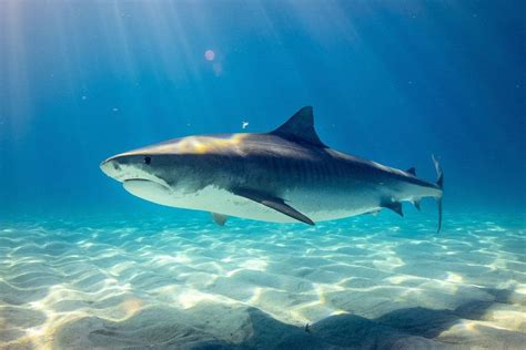 ¿el Tiburón Es Un Mamífero O Un Pez Esencia Del Mar
