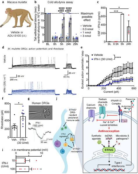 Figure 3 From Sting Controls Nociception Via Type I Interferon