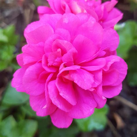 Pelargonium 'Pacblusy' syn. Pelargonium 'Blue Sybil', Pelargonium 'Blue ...