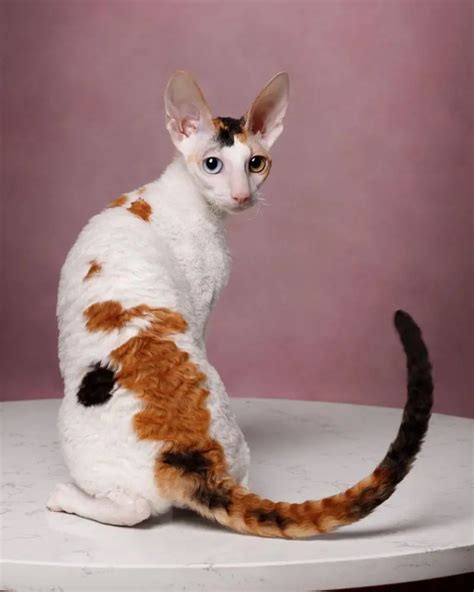 18 Different Cat Colors Facts